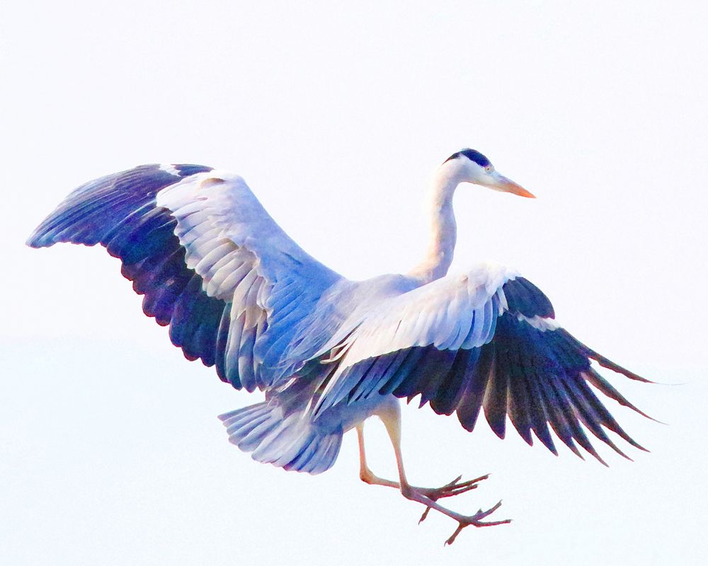 Flamingo by Gerry Wilson | CloudFolios.Com Online Gallery