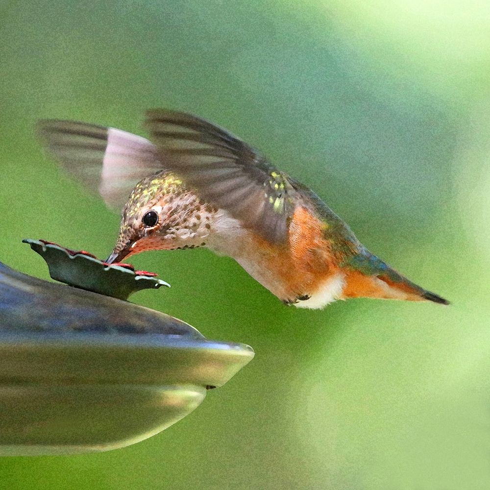 Hummingbird by Gerry Wilson | CloudFolios.Com Online Gallery