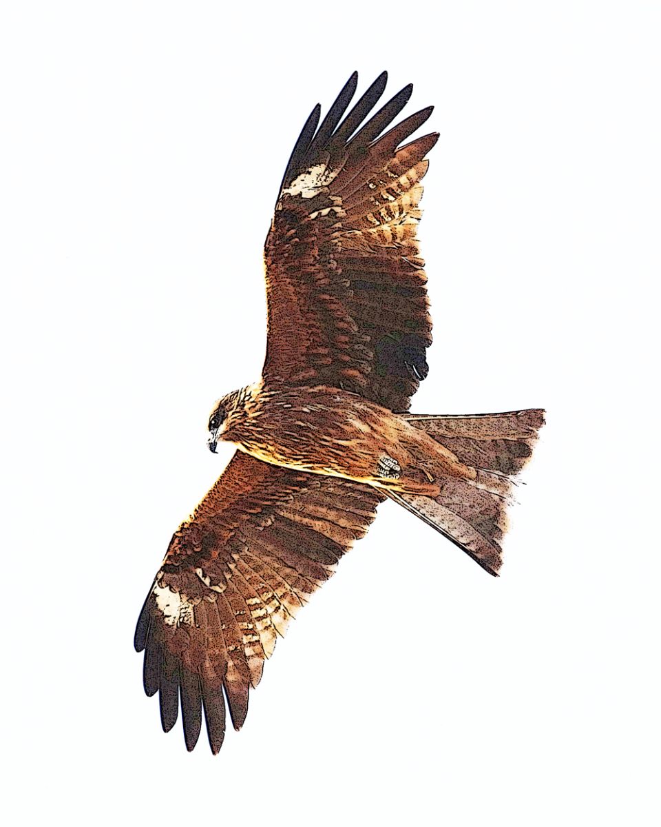 Red tail Hawk by Gerry Wilson | CloudFolios.Com Online Gallery